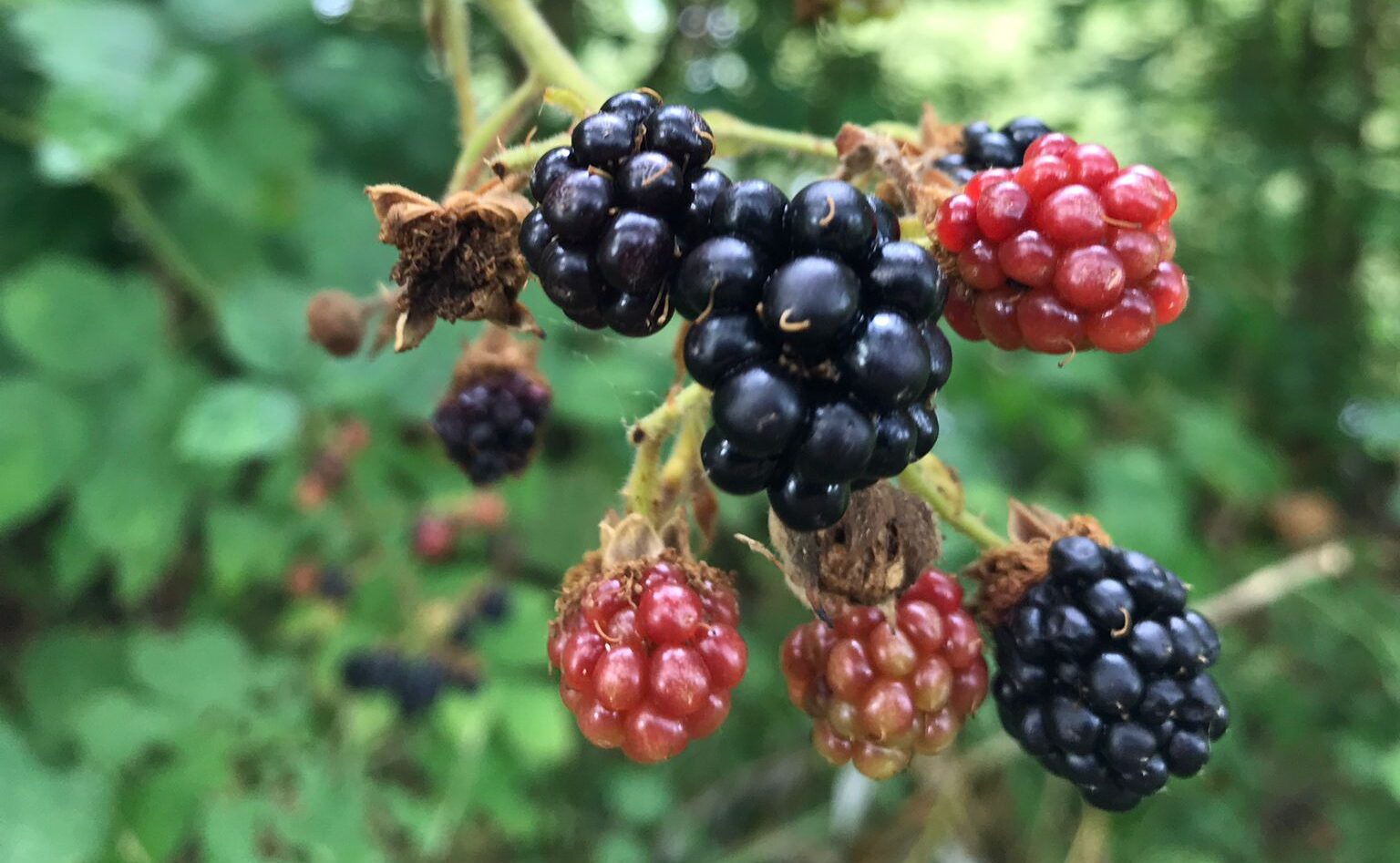 Hoe doe je een mindful walk? - Mindful Motion Studio